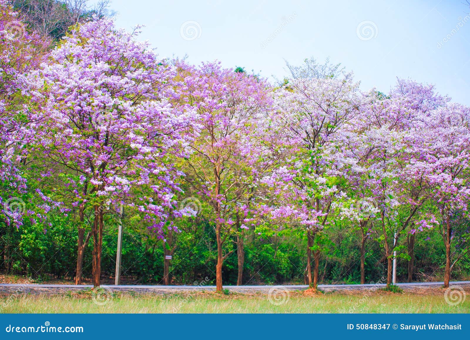 Jarul flower stock image. Image of jarul, flora, field - 50848347