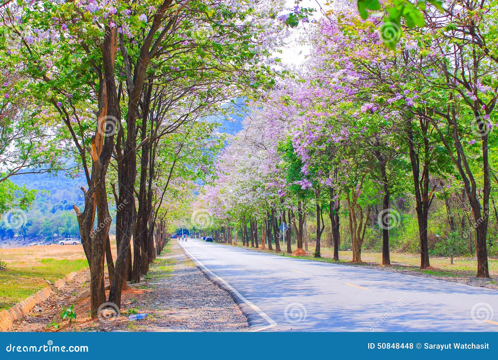 Jarul flower stock photo. Image of queens, plantation - 50848448