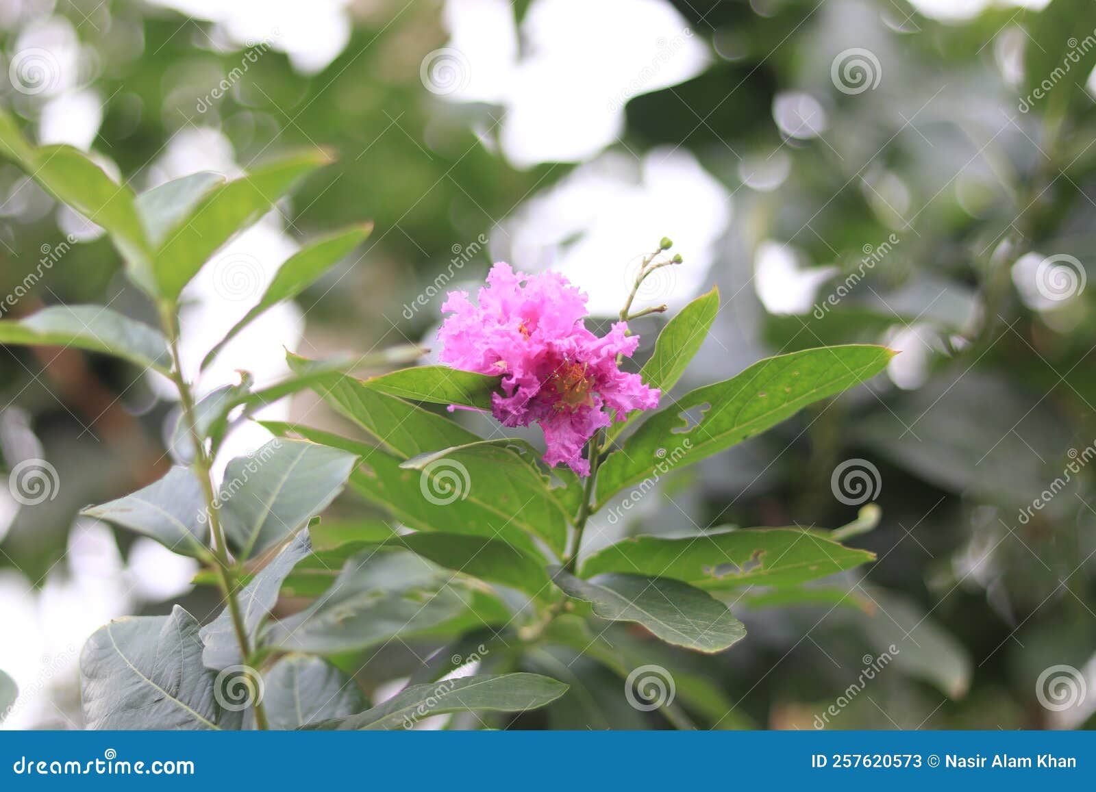 Jarul Plant and Also Named Crepe Myrtle Stock Image - Image of nature ...