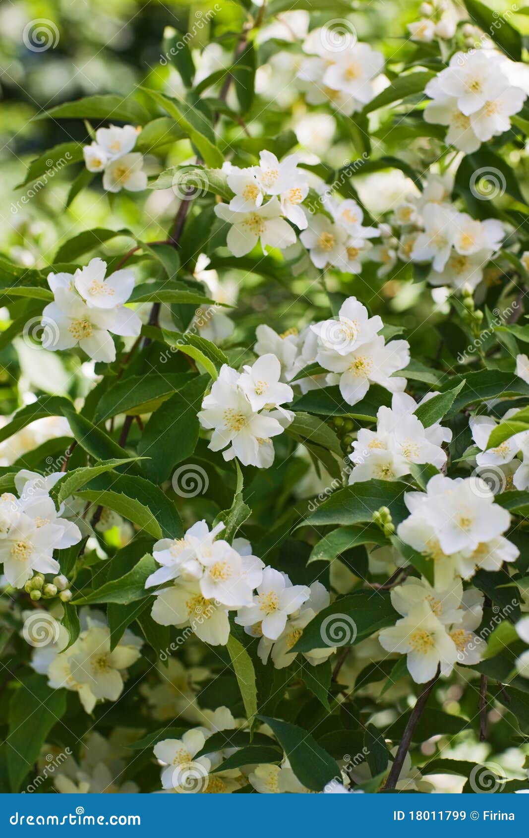 Jasmijn stock afbeelding. Image of nadruk, groei, uitgelijnd - 18011799
