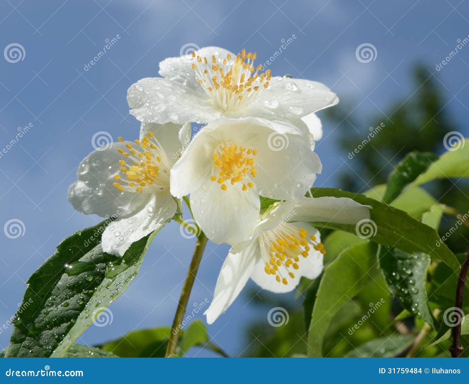 Jasmijn stock foto. Image of elegant, kleur, jasmijn - 31759484