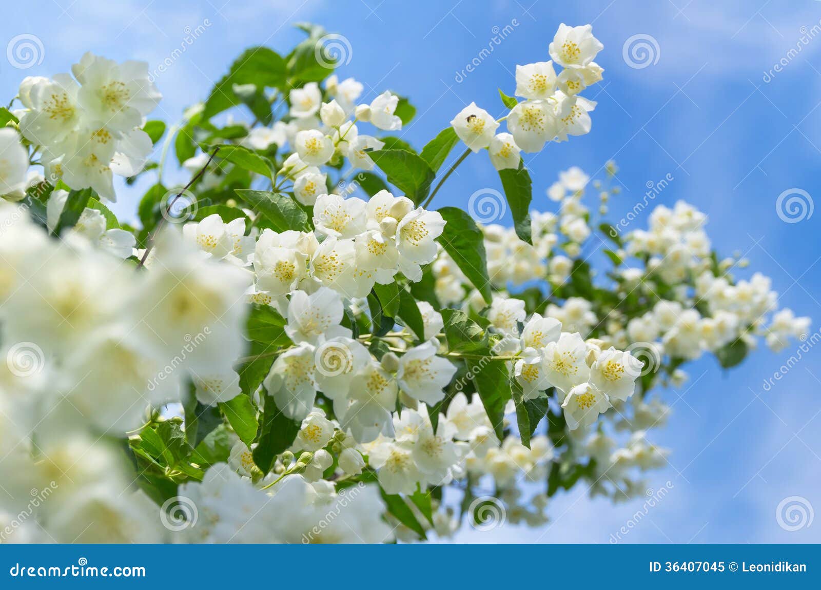 Jasmijn stock afbeelding. Image of blad, geurig, bloemen - 36407045