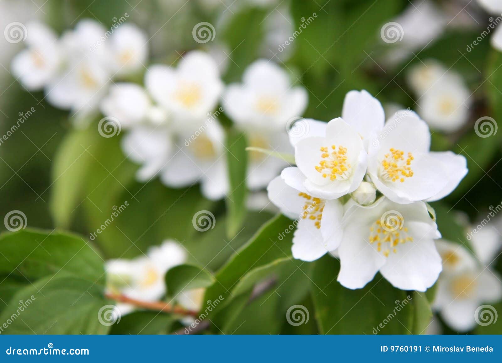 Jasmim imagem de stock. Imagem de jardinar, jessamina - 9760191