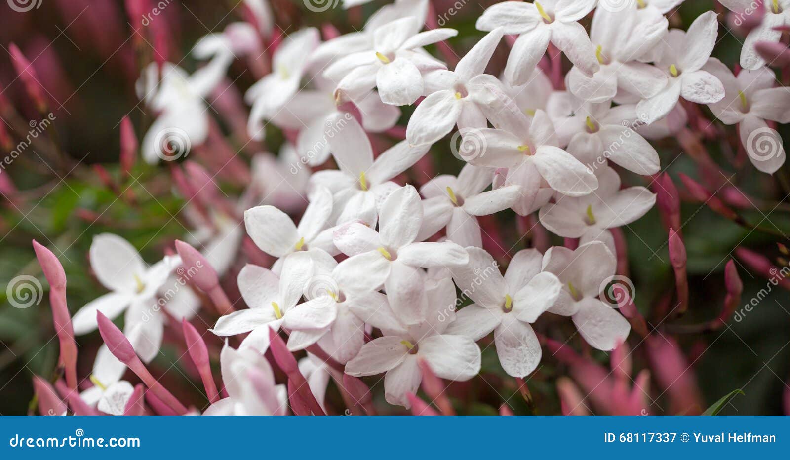 Jasmim Branco & Cor-de-rosa - Polyanthum Do Jasminum Imagem de Stock ...