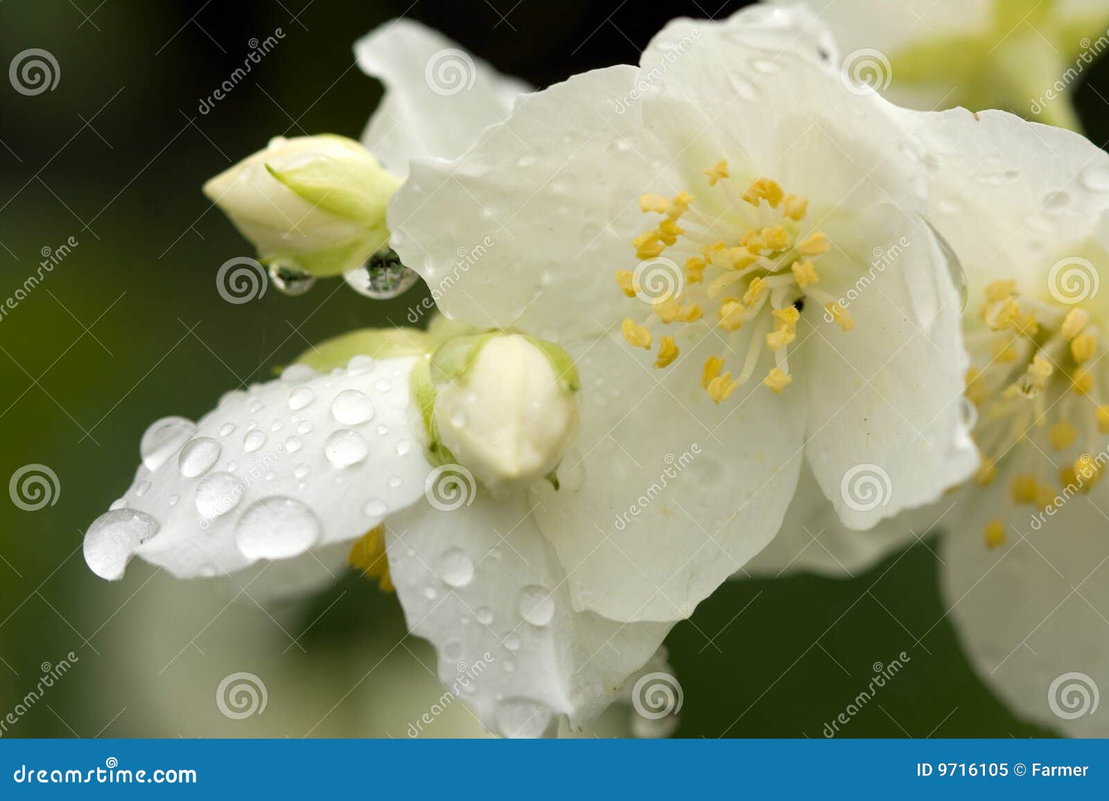 Jasmim da flor imagem de stock. Imagem de aromaterapia - 9716105