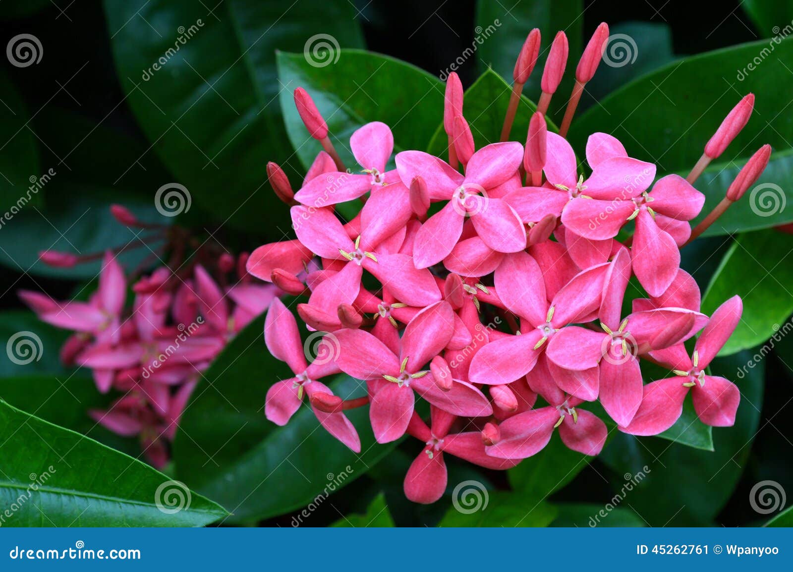 Jasmim De Indiano Ocidental Cor-de-rosa Imagem de Stock - Imagem de ...