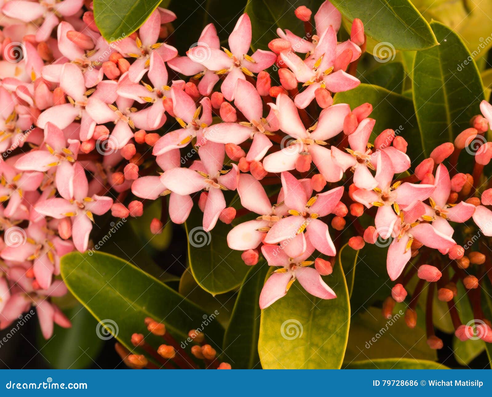 Jasmim De Indiano Ocidental Cor-de-rosa Foto de Stock - Imagem de ...