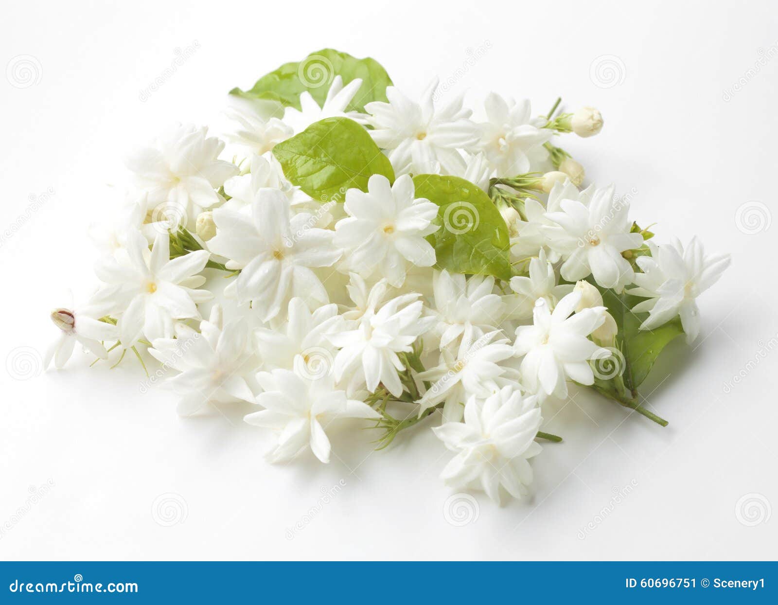 Jasmim fresco imagem de stock. Imagem de botânica, fragrância - 60696751