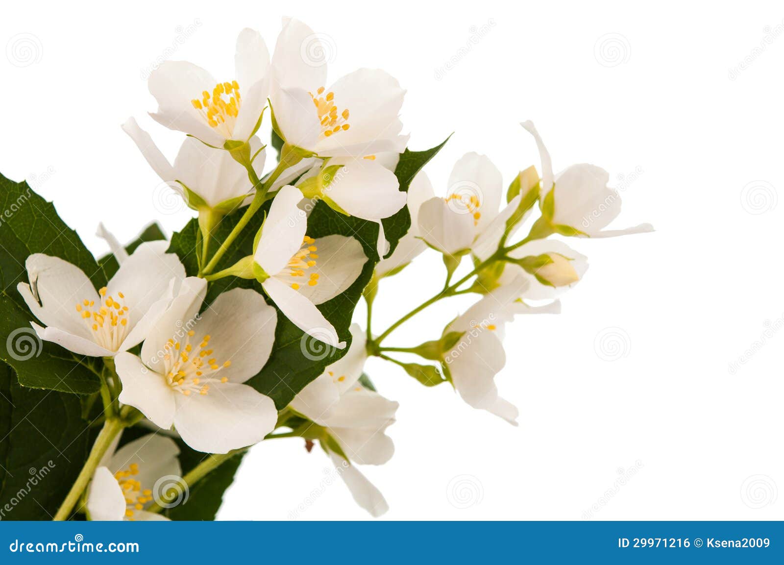 Jasmim isolado foto de stock. Imagem de buquê, aromaterapia - 29971216