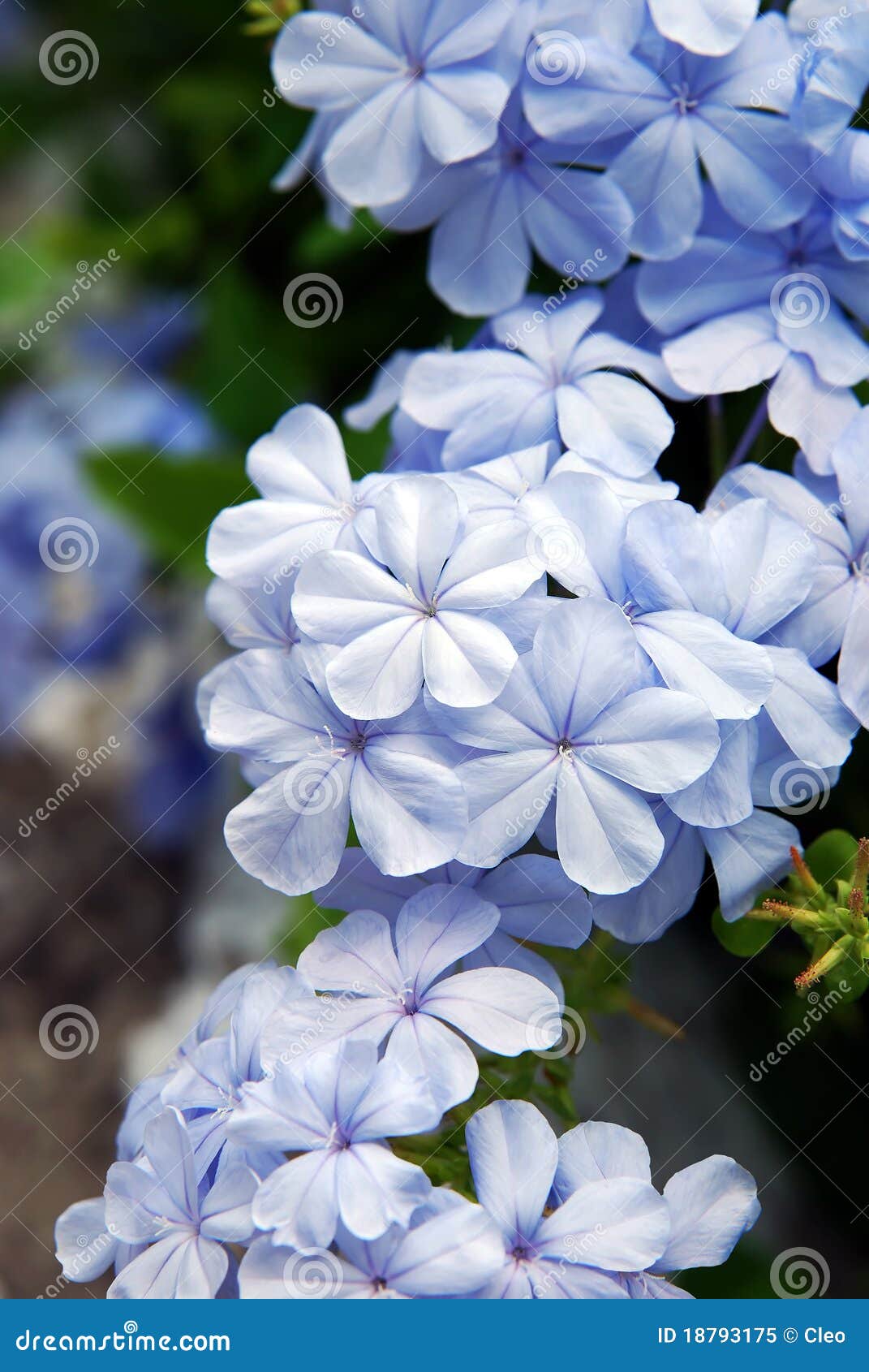 Jasmin stock image. Image of garden, bush, blooming, blue - 18793175