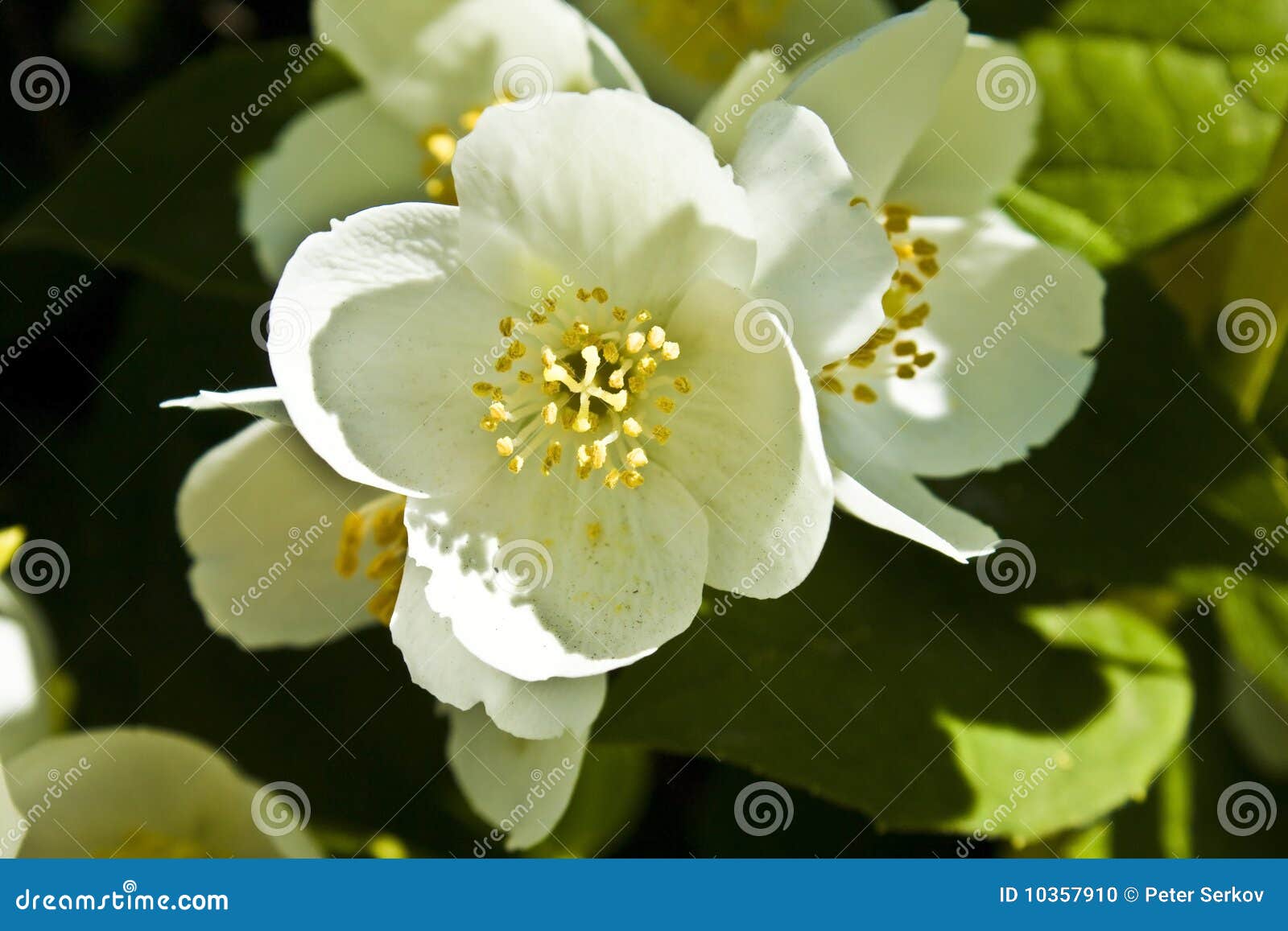 Jasmin flower stock photo. Image of greens, nature, jasmin - 10357910