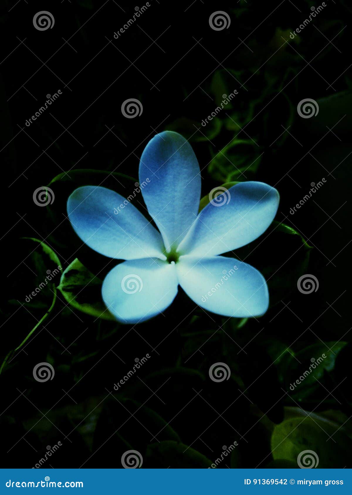 Jasmin Flower in Light Blue Light. Stock Photo - Image of jasmin ...