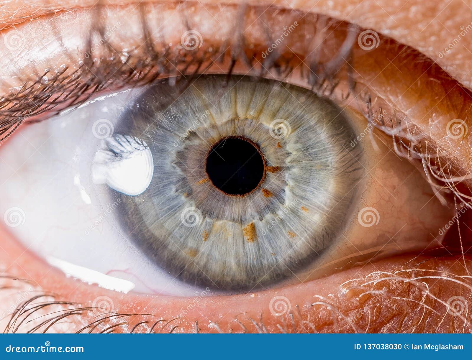 Close Up Eye. Close Up Iris. Very Close Macro Shot of an Eyeball Stock ...