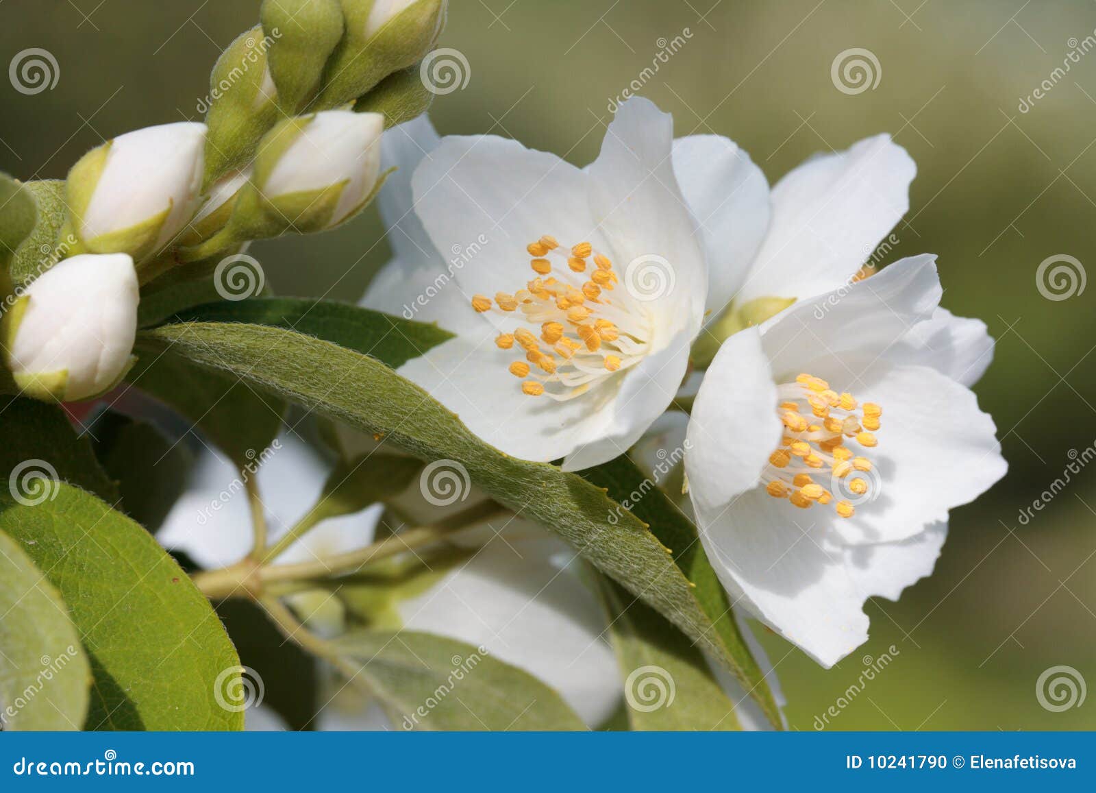 Jasmin tree stock photo. Image of leaf, tree, branch - 10241790