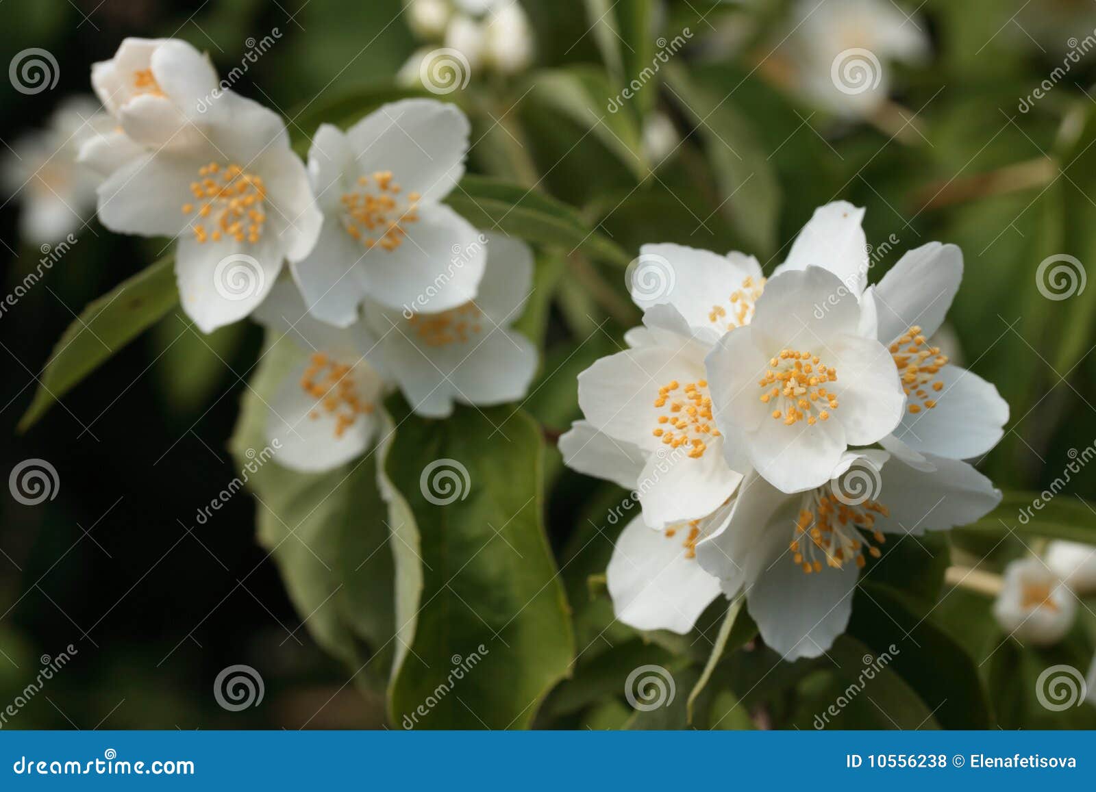 Jasmin tree stock photo. Image of white, macro, beauty - 10556238