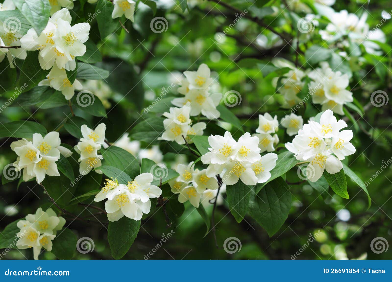 Jasmin tree stock photo. Image of life, belgium, jasmin - 26691854