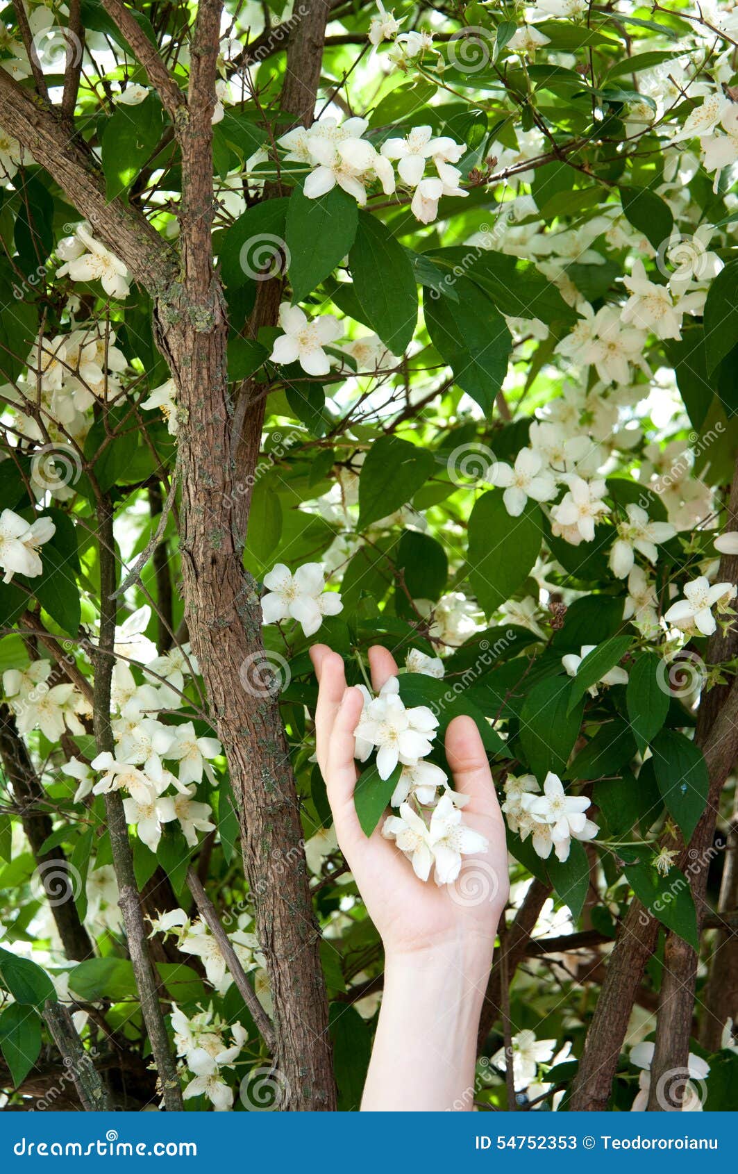 Jasmin tree stock image. Image of romance, detail, isolated - 54752353