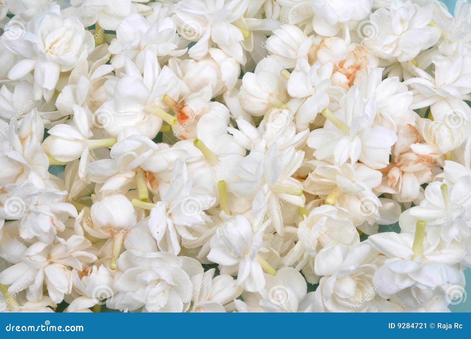 Jasmine stock image. Image of flora, elegance, branch - 9284721