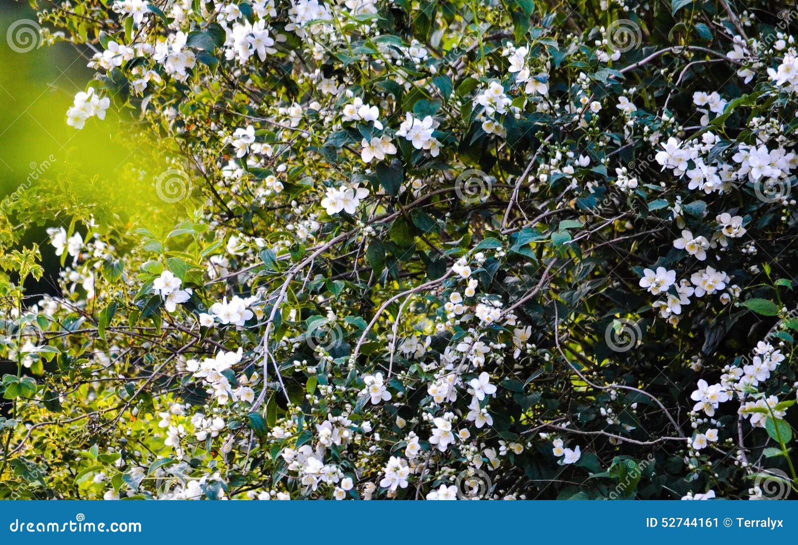 Jasmine stock image. Image of blooming, jasmine, nature - 52744161