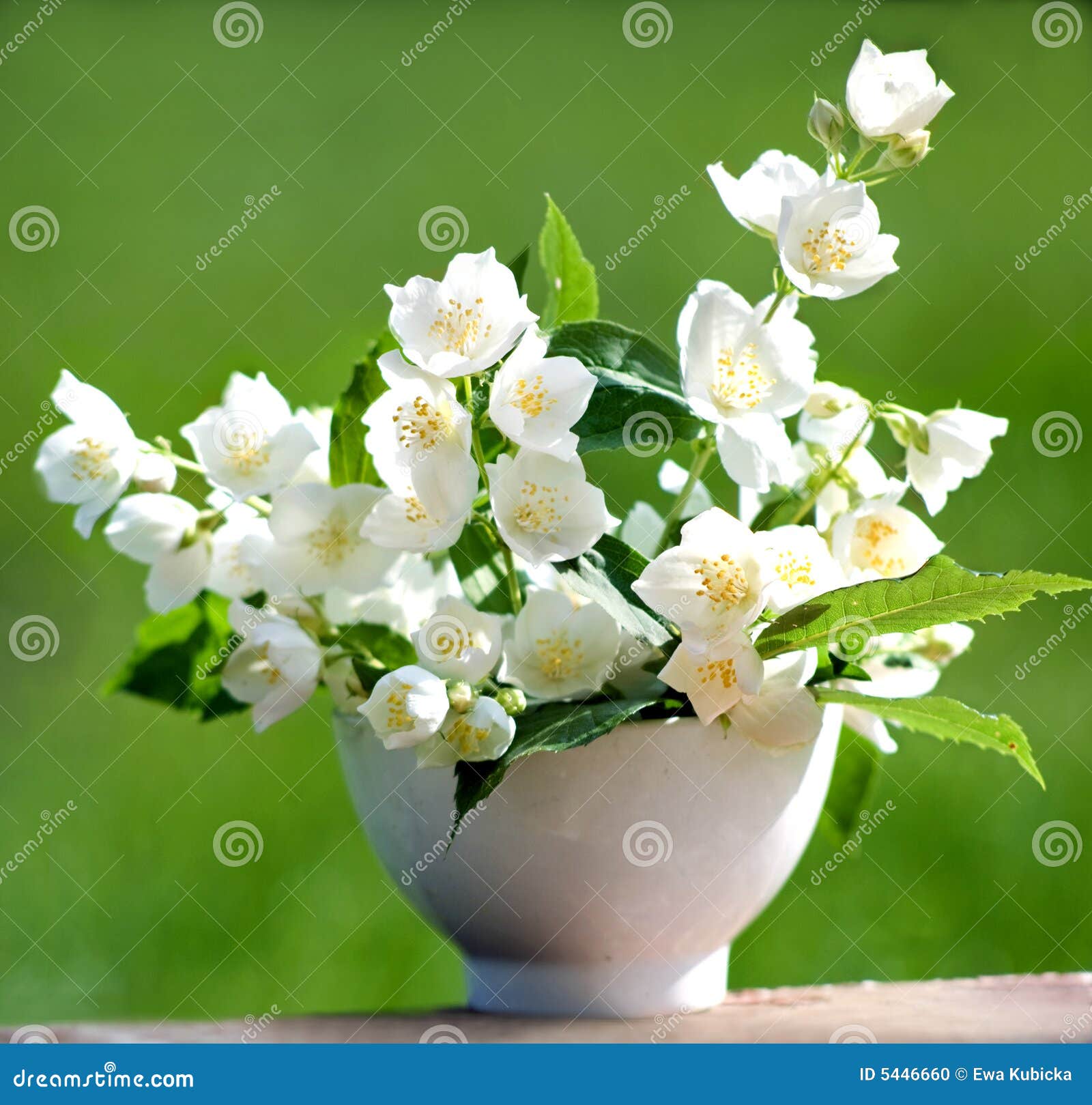 Jasmine beauty stock photo. Image of botanic, beauty, nature - 5446660