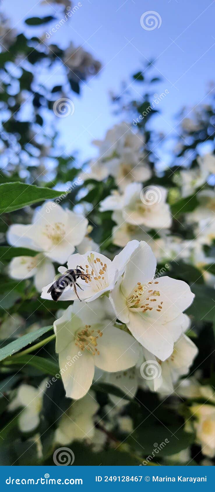 Jasmine and bee stock image. Image of bush, insect, jasmine - 249128467