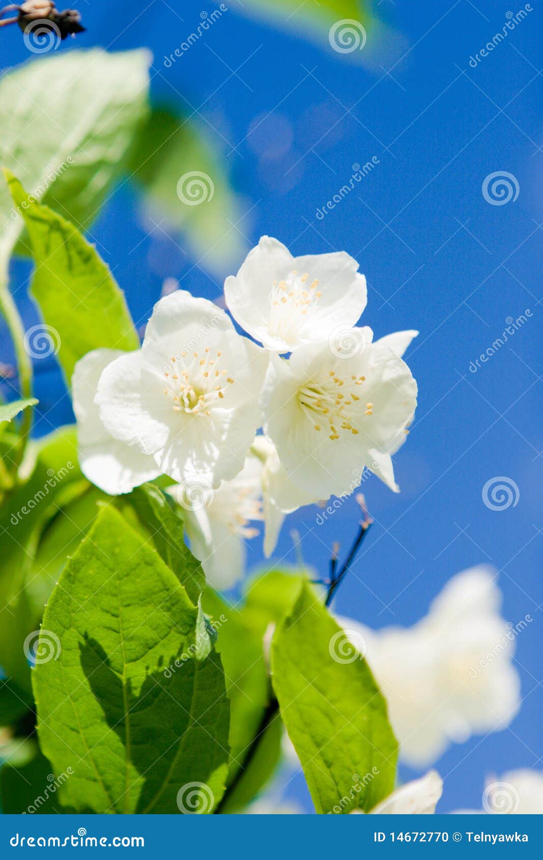 Jasmine blossom stock photo. Image of jasmin, asian, beauty - 14672770