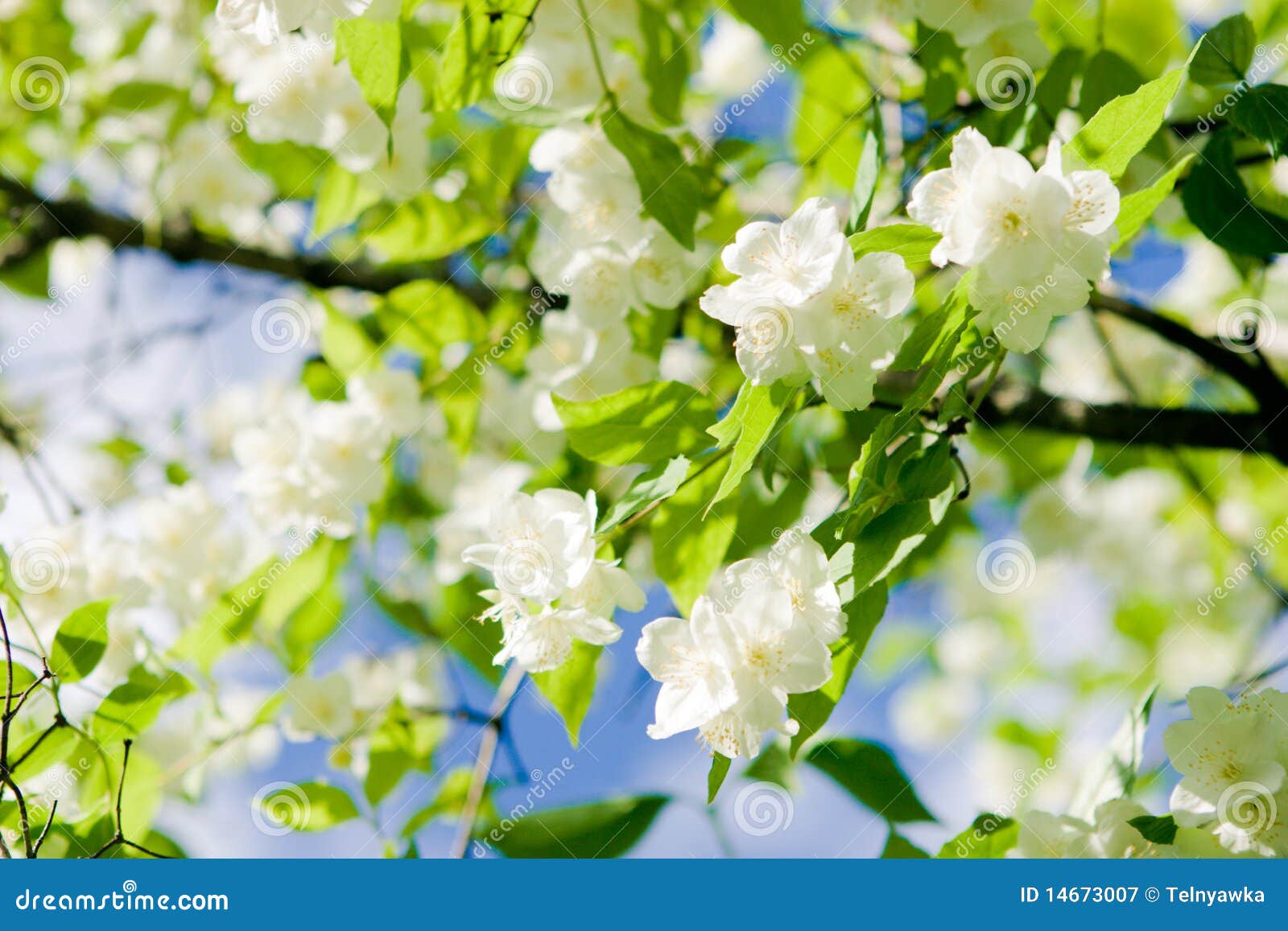 Jasmine blossom stock image. Image of closeup, drop, close - 14673007