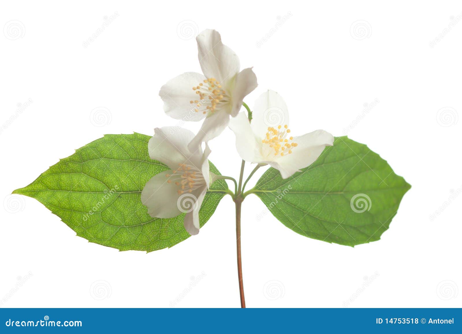 Jasmine blossom stock photo. Image of green, objects - 14753518