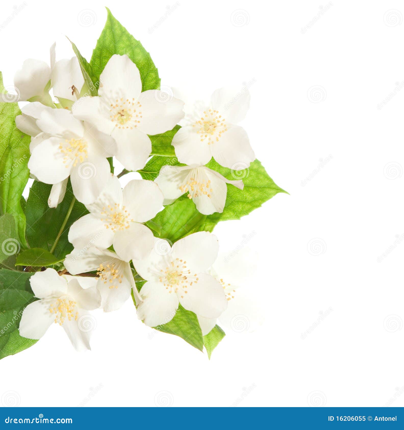 Jasmine blossom stock image. Image of head, spring, scented - 16206055