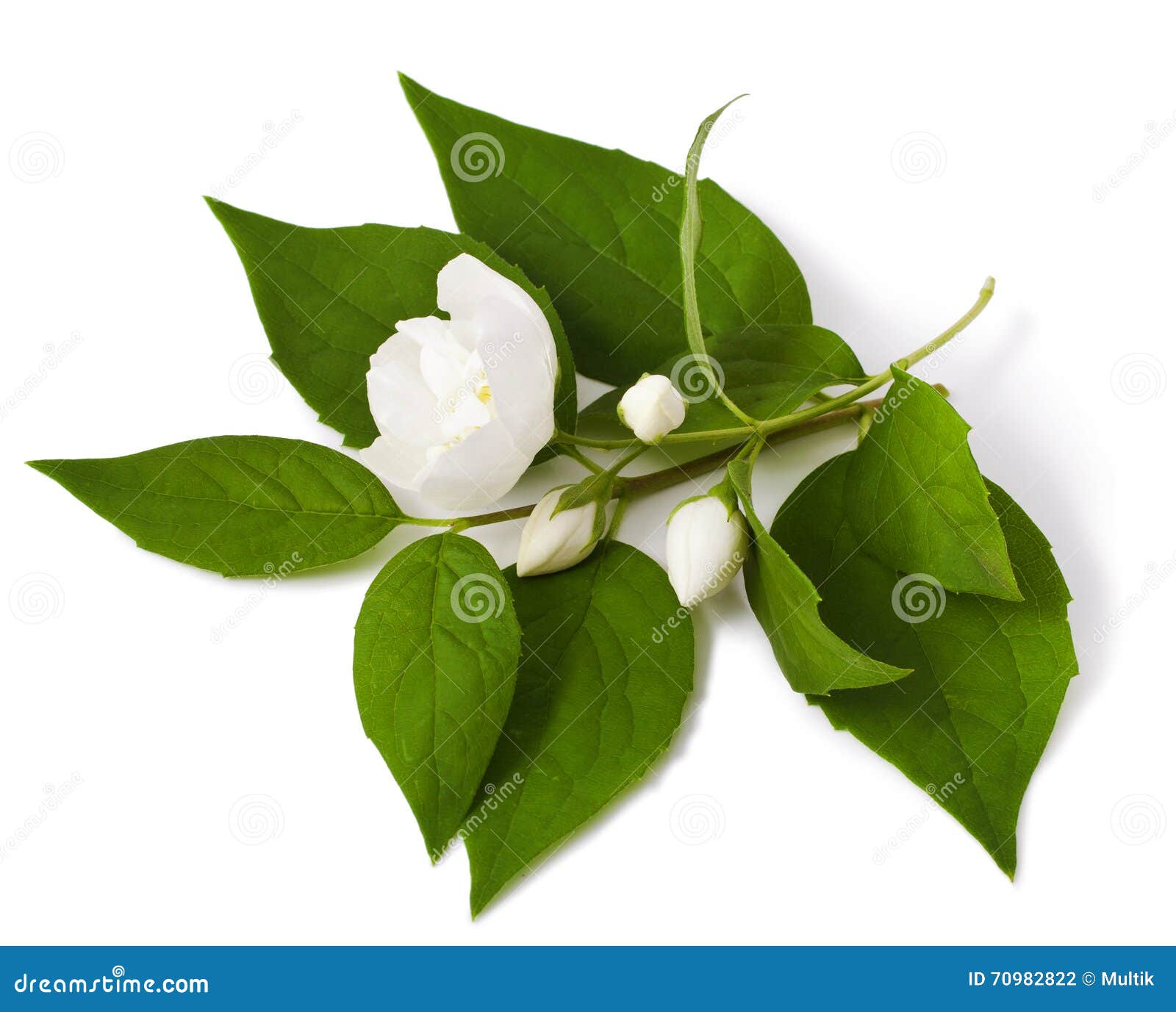 Jasmine Blossom stock foto. Image of bloem, bloei, geur - 70982822