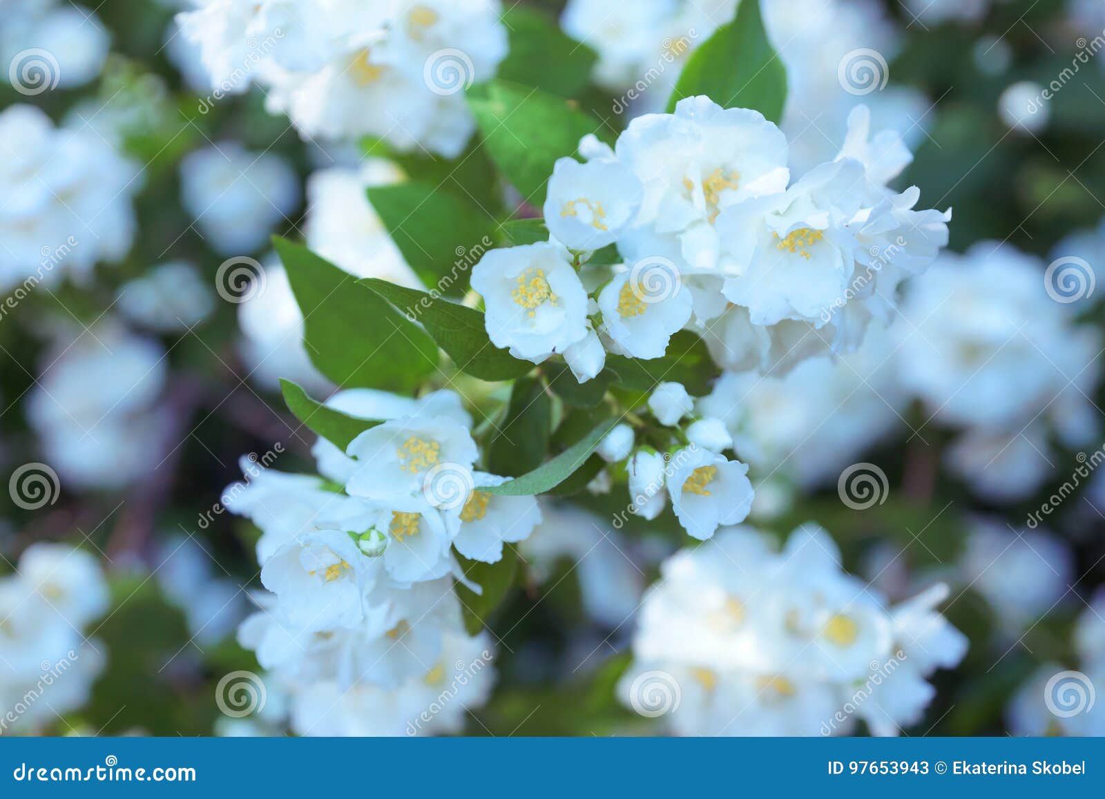 Jasmine blossoms stock image. Image of gardening, jasmin - 97653943