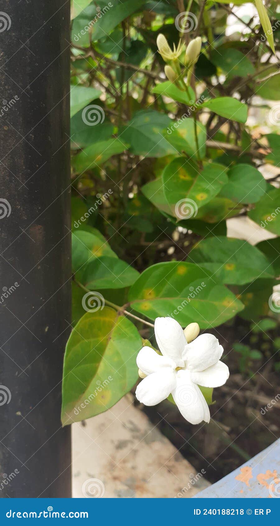 Jasmine (Bunga Melati) stock photo. Image of beautiful - 240188218