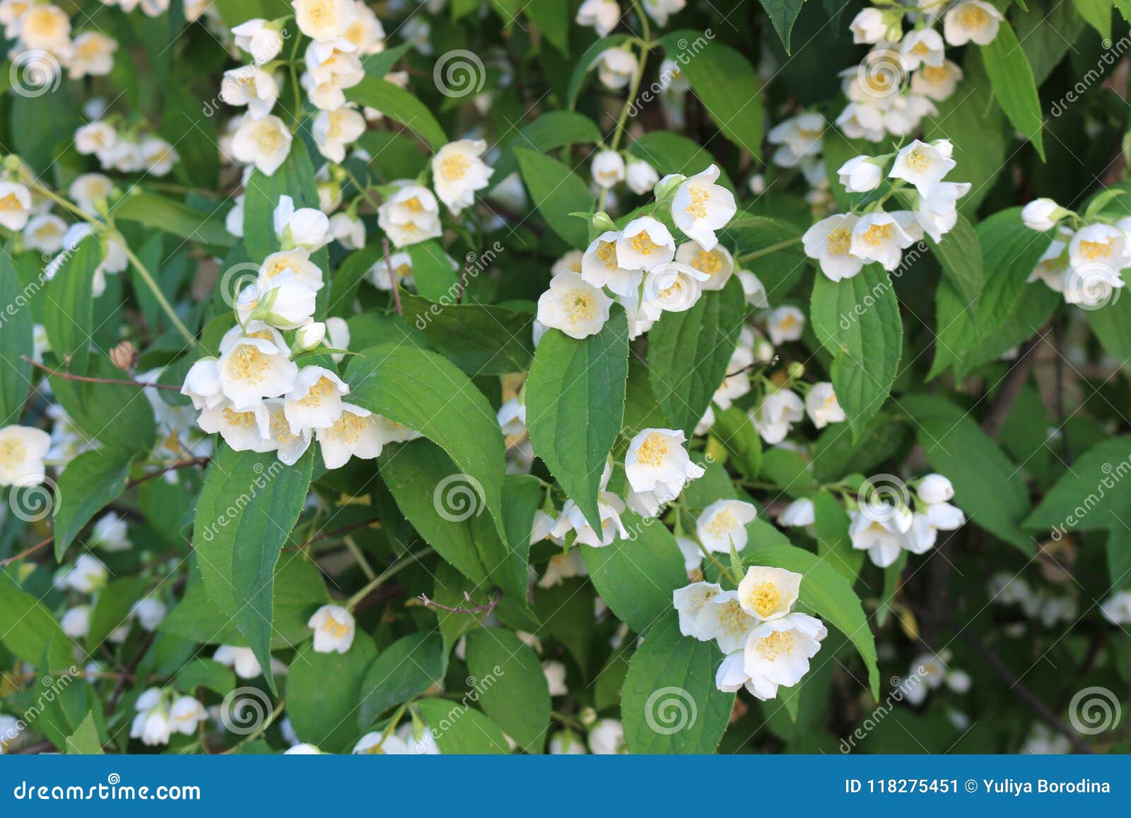 Jasmine Bush Blooms in the Garden Stock Image - Image of spring, bush ...