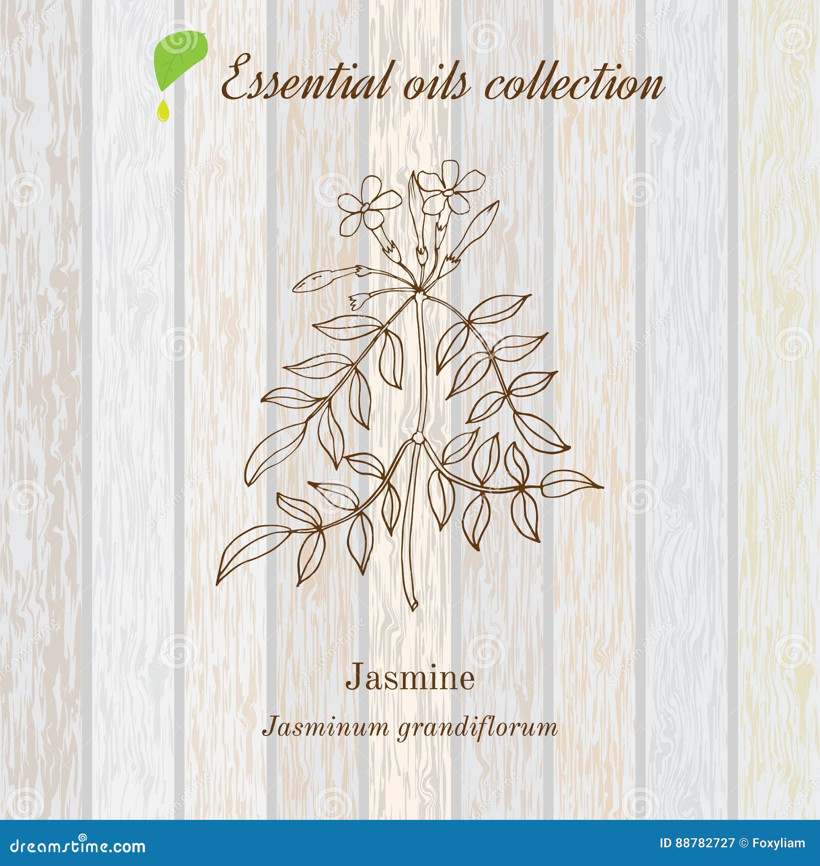Jasmine, Essential Oil Label, Aromatic Plant. Stock Vector ...