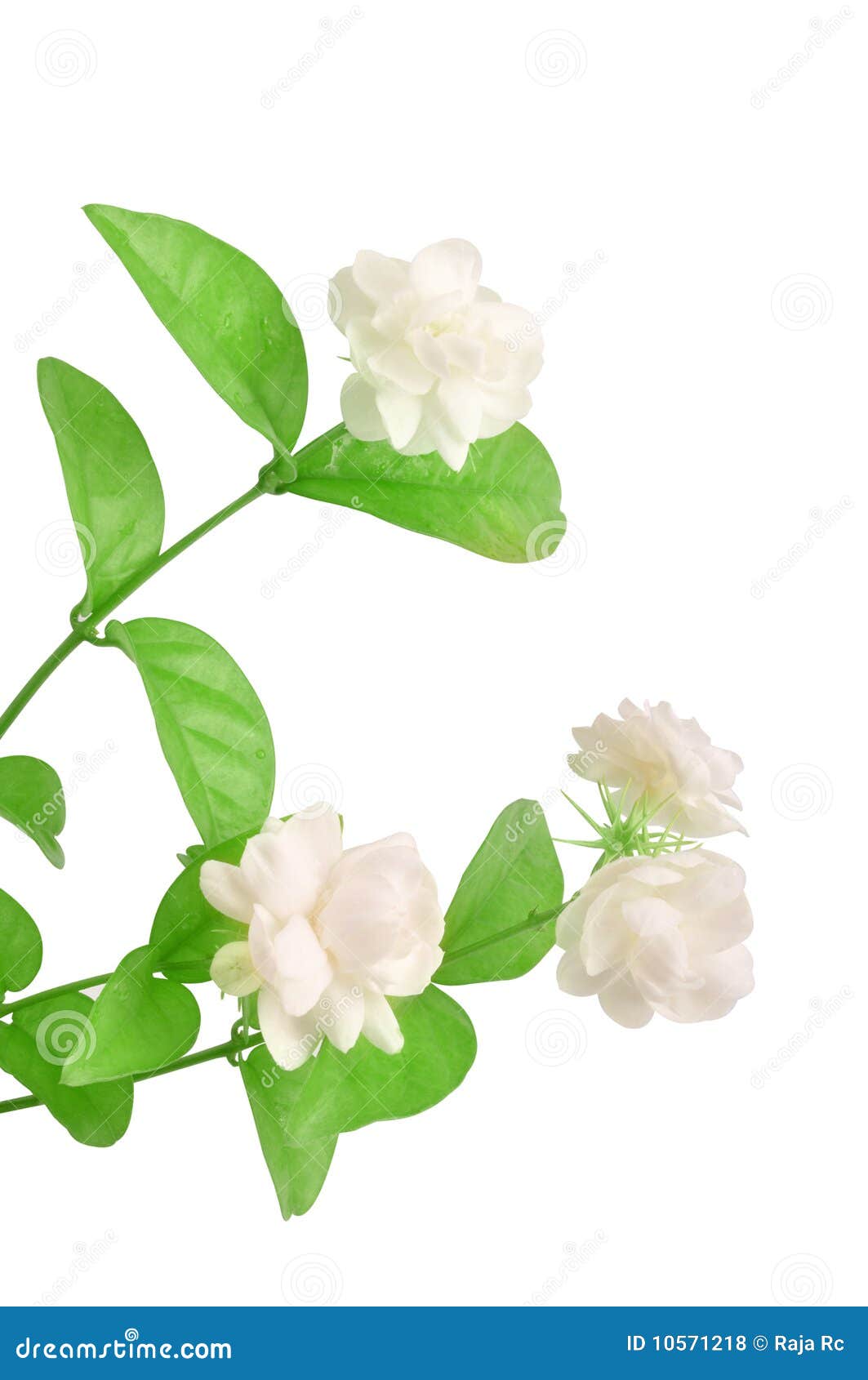 Jasmine Flower Green Tree Background Stock Photo | CartoonDealer.com ...
