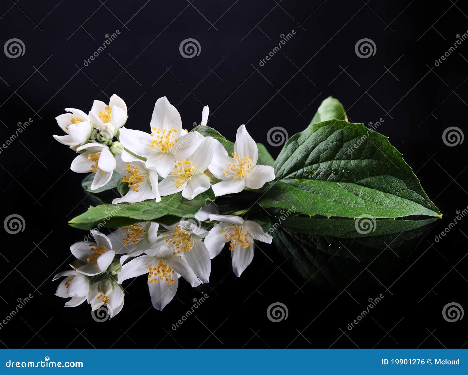 Jasmine Flower stock photo. Image of beautiful, garden - 19901276