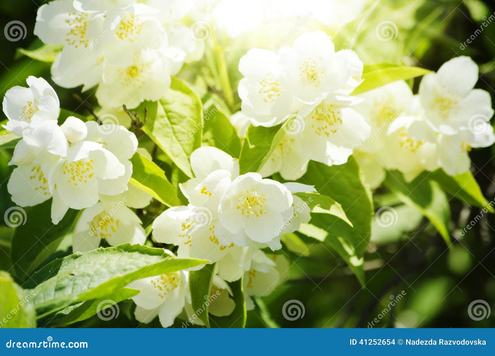 Jasmine Flower foto de archivo. Imagen de planta, flor - 41252654