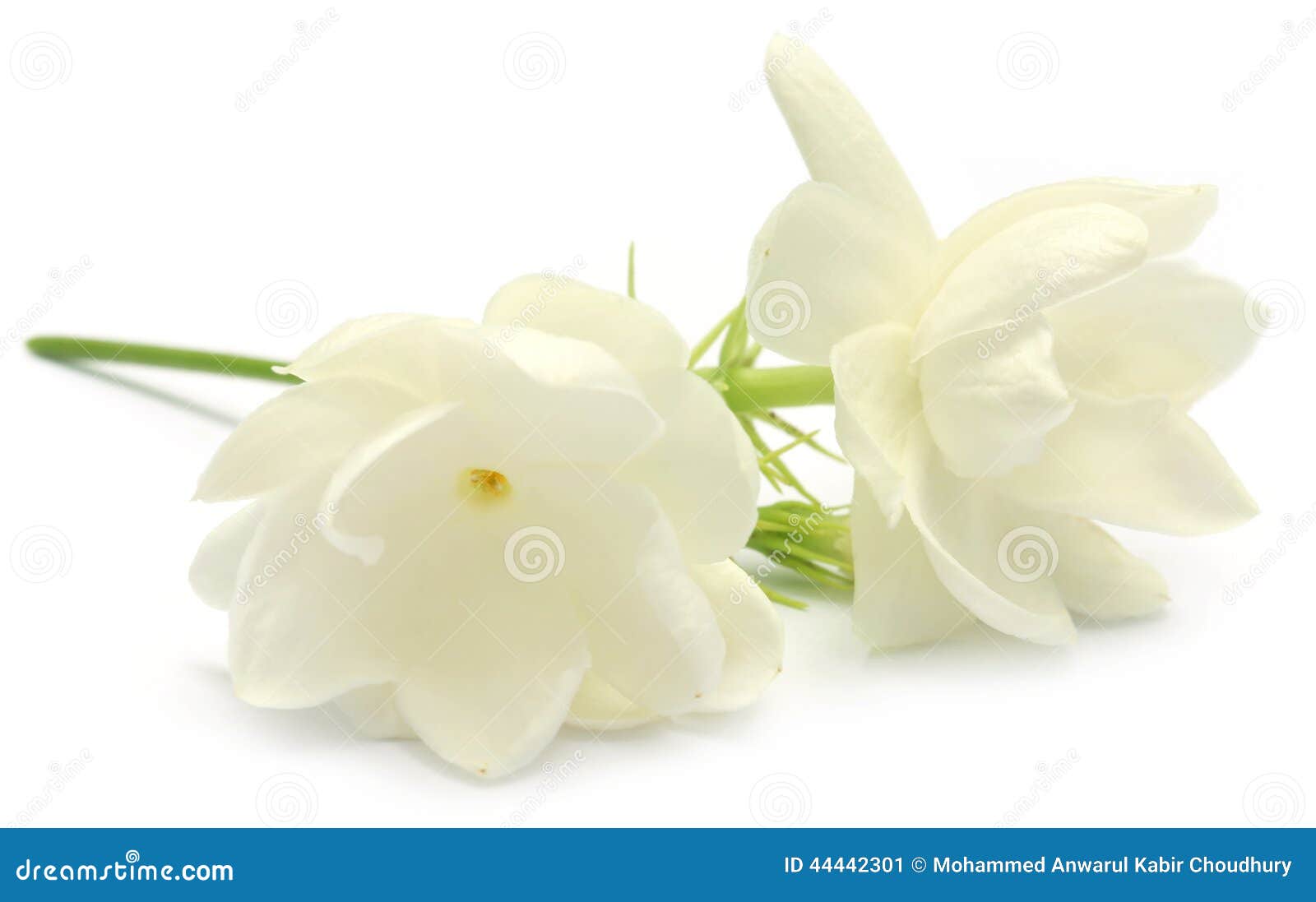 Jasmine Flower imagen de archivo. Imagen de cubo, respecto - 44442301