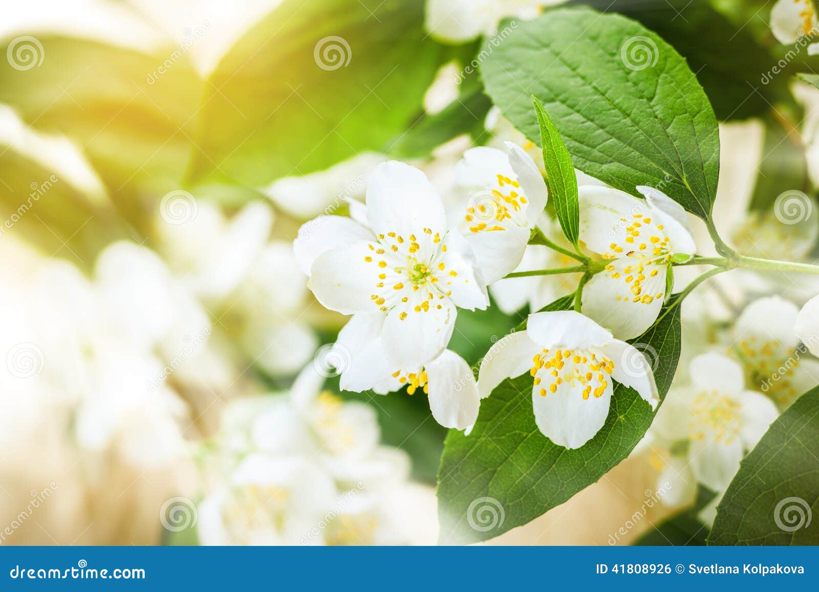 Jasmine Flower Stock Photography | CartoonDealer.com #41808926