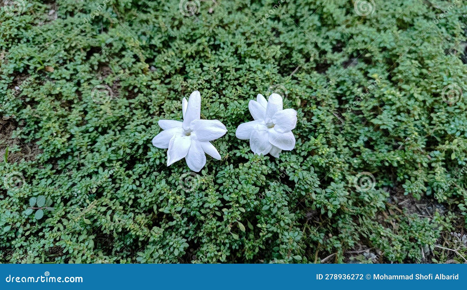 Jasmine Flower or Bunga Melati Indonesia in Spring Time Stock Photo ...