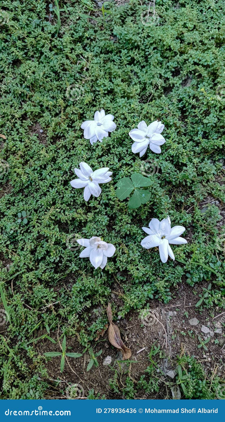 Jasmine Flower or Bunga Melati Indonesia in Spring Time Stock Photo ...