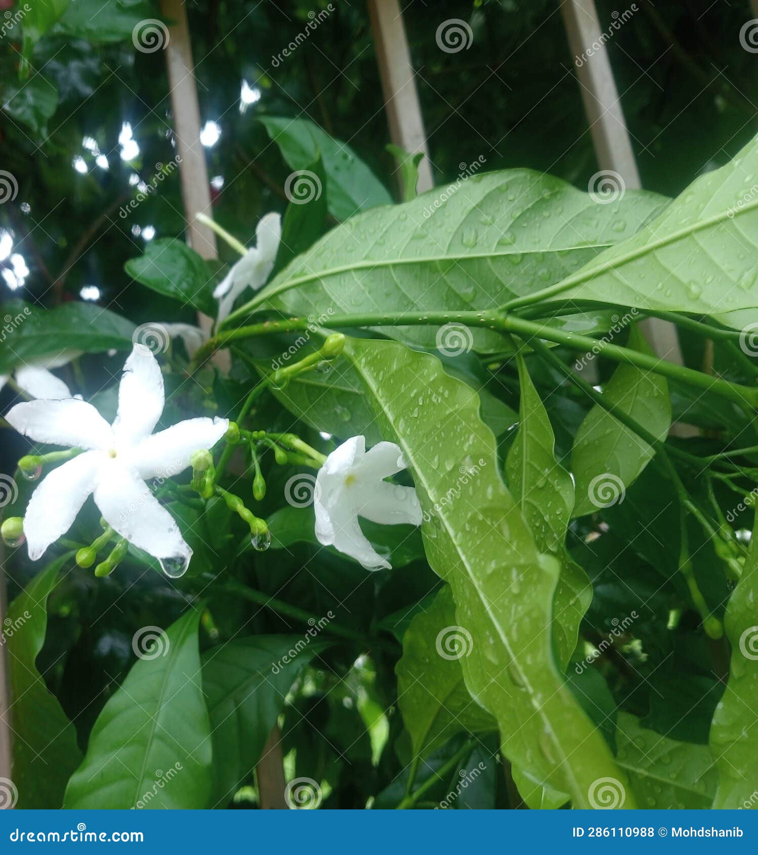 Jasmine Flower & X28; Chameli Phool and Chameli in India& X29; Stock ...