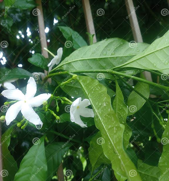 Jasmine Flower & X28; Chameli Phool and Chameli in India& X29; Stock ...