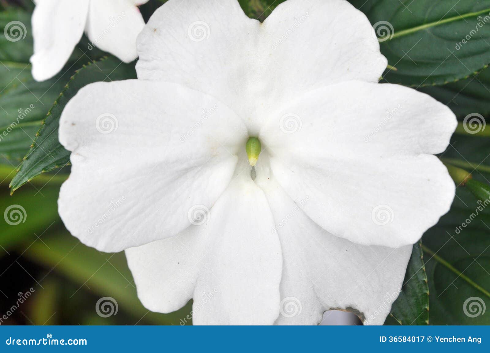 Jasmine Flower Close-up stock image. Image of flora, melur - 36584017