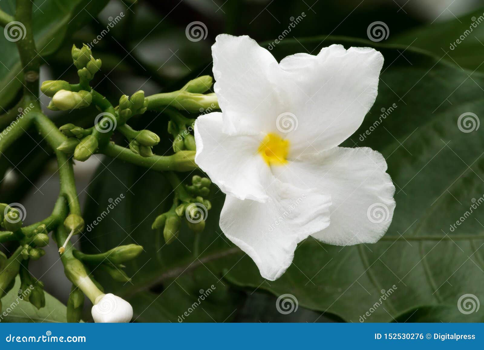 Jasmine Flower stock photo. Image of close, plant, outdoors - 152530276