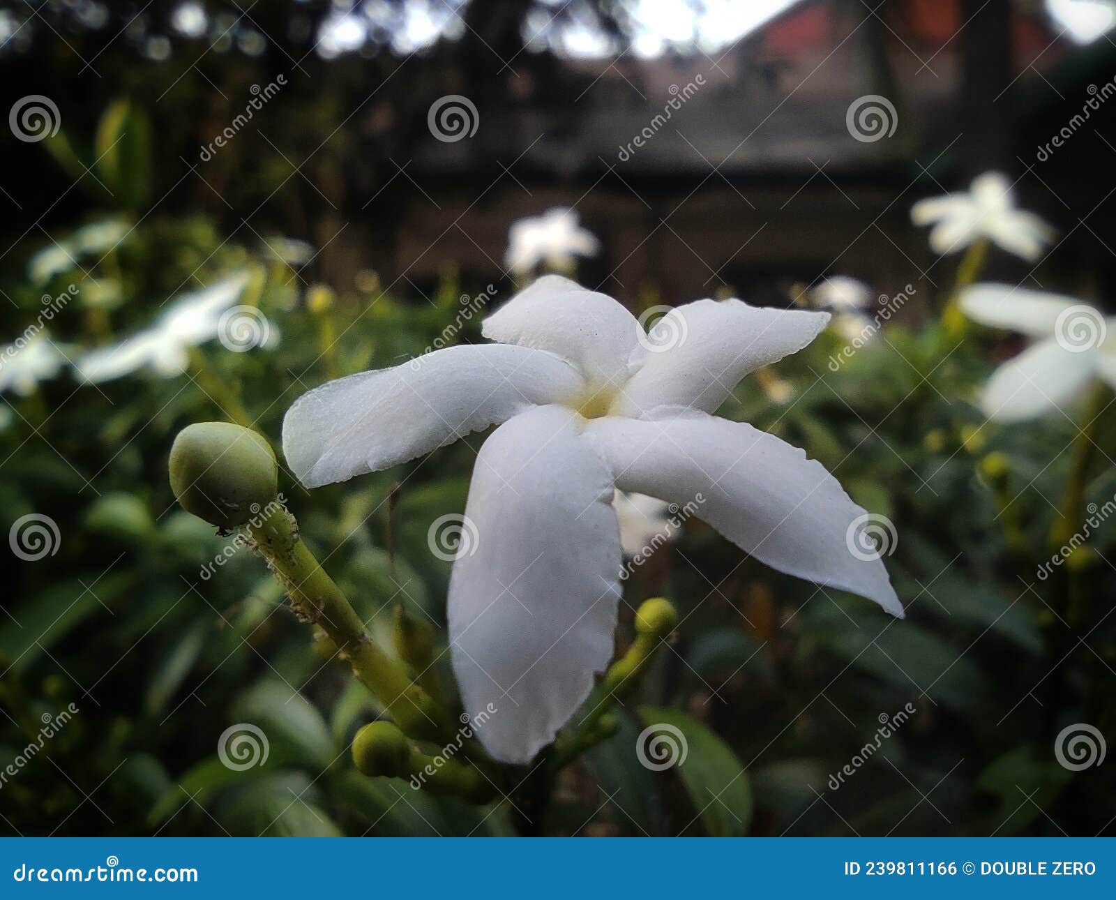 Jasmine Flower, Closed View. Stock Photo - Image of wildflower, spring ...