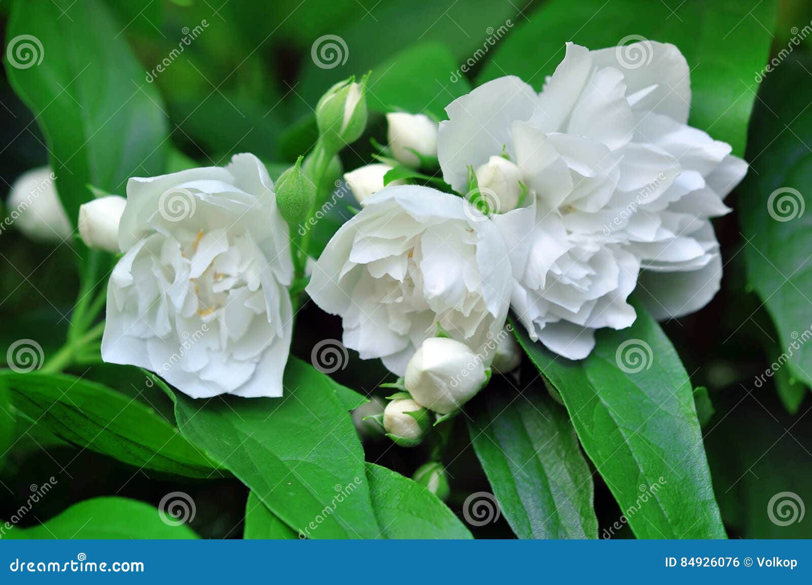 Jasmine flower stock photo. Image of bouquet, green, jasmine - 84926076