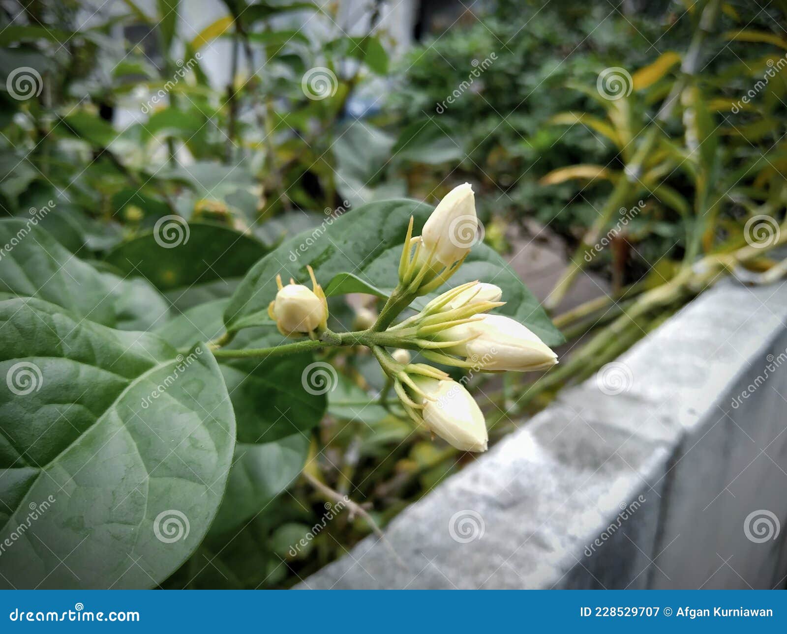 Jasmine Flower that Has Not Bloomed Stock Image - Image of jasmine ...