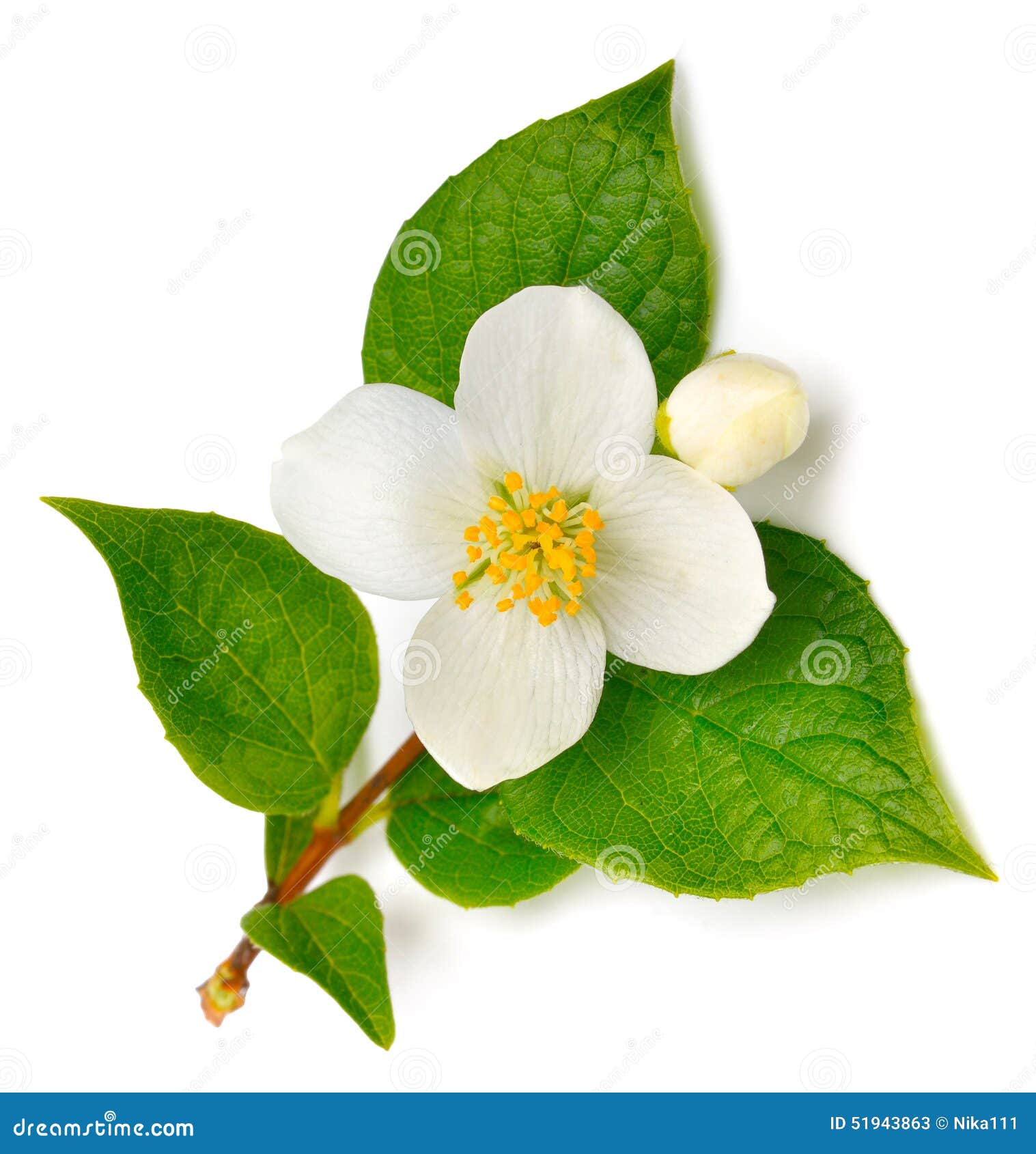 Jasmine Flower Blue Light Royalty-Free Stock Photo | CartoonDealer.com ...