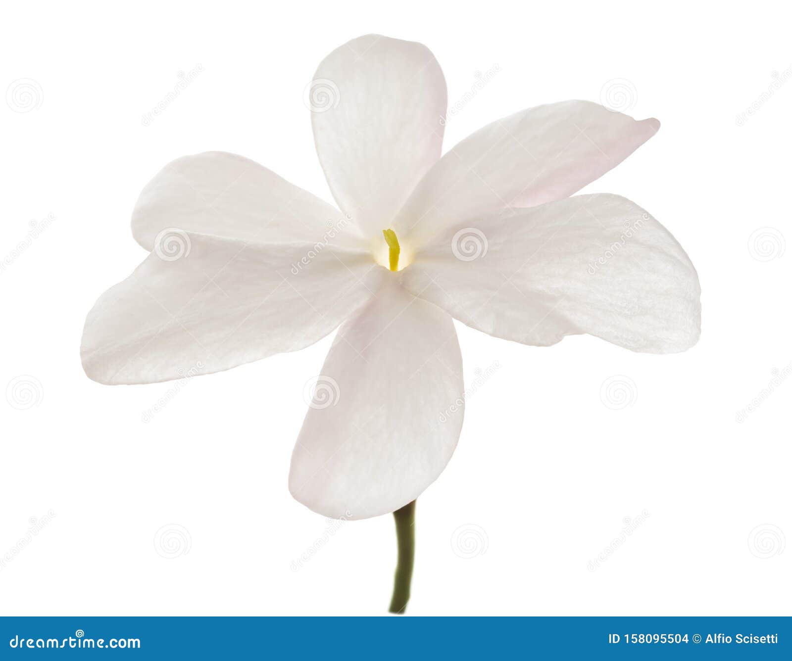 Jasmine flower stock photo. Image of flower, petal, evergreen - 158095504